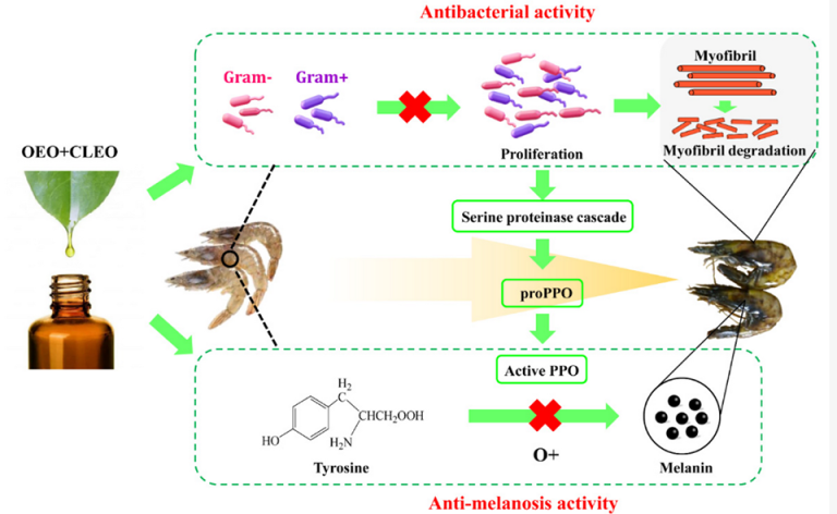Antibacterial and antioxidant activity of essential oils on frozen ...