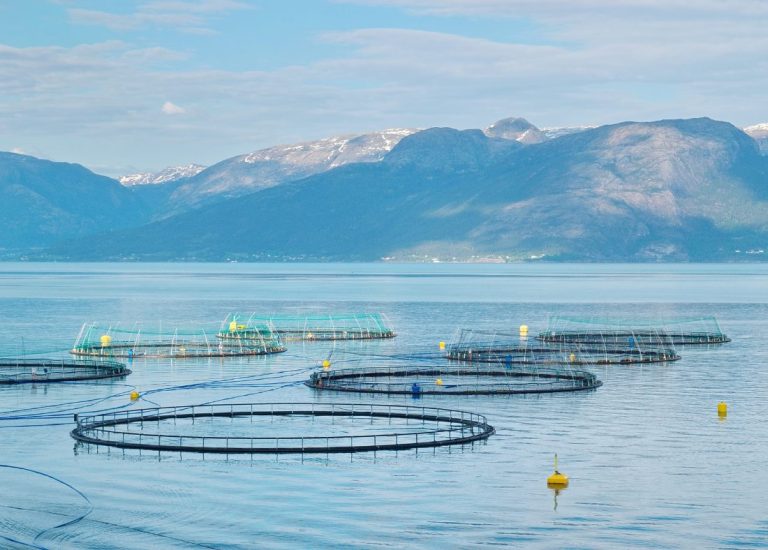 How to start a fish farm