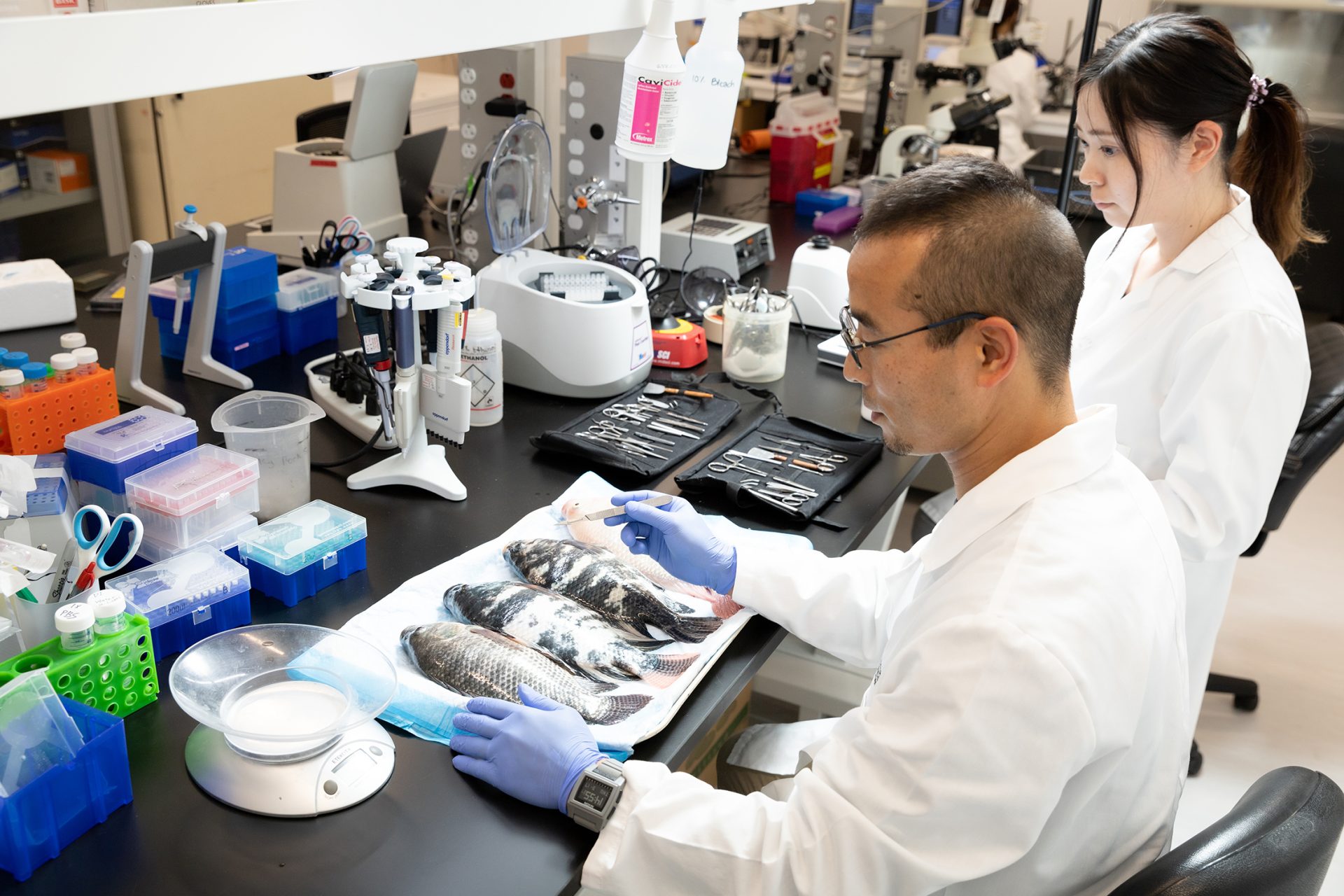 Overcoming the 'sterility paradox’: How new gene editing technology can ...