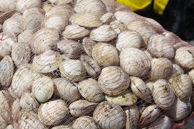 All clams on deck: How restorative aquaculture can repair Florida ...