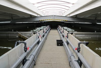 For shrimp farming, artificial intelligence offers long-term value ...