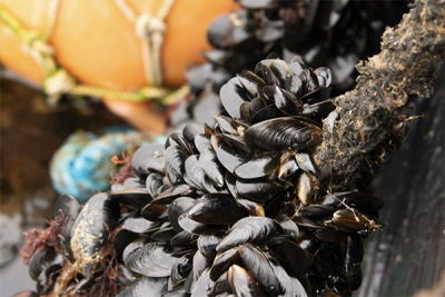 It’s the current: Study identifying how mussel larvae move offers ...