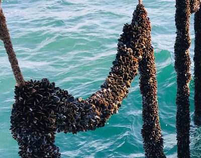 Study: Offshore mussel farms could benefit marine environment ...