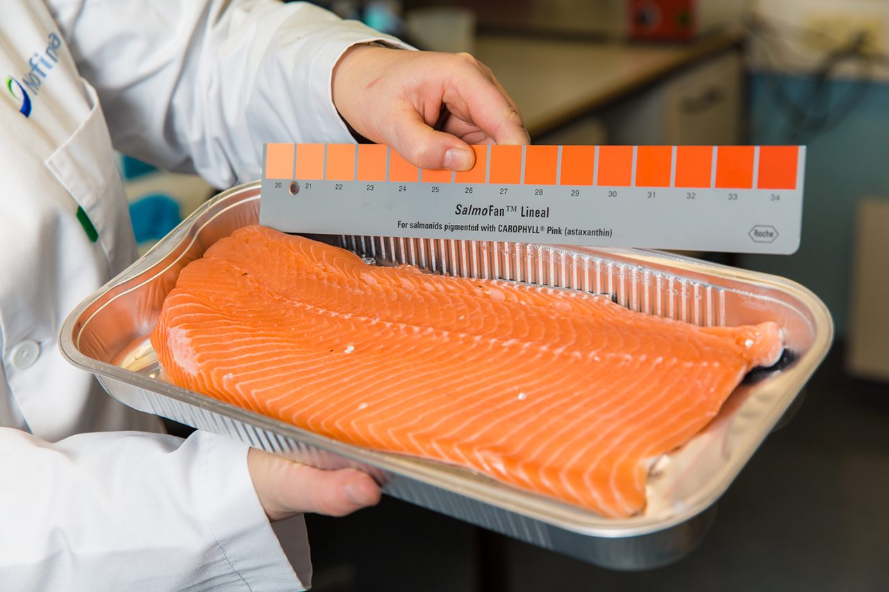 The color of salmon: How fish farmers can add value by focusing on ...