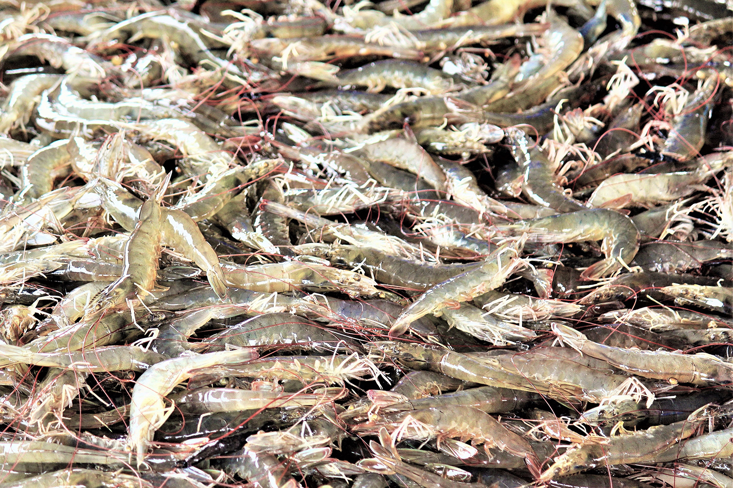 The OIE should delist IHHNV as a reportable farmed shrimp pathogen ...