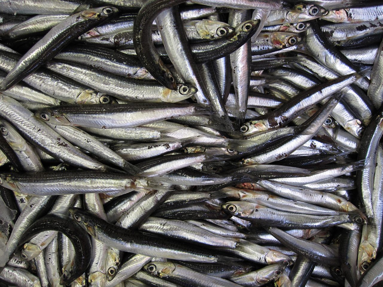 Life cycle inventories of marine ingredients - Responsible Seafood Advocate