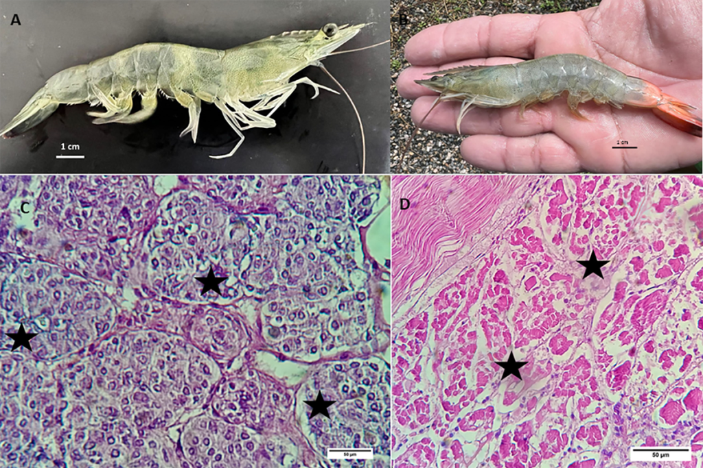 New Infectious Myonecrosis Virus variant linked with recent disease ...