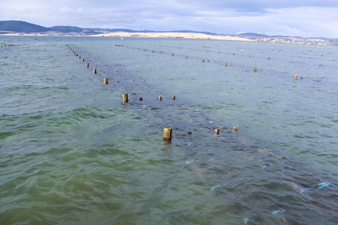 Marine aquaculture and ocean deacidification technology - Responsible ...