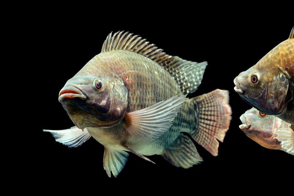 ‘The right thing to do’: How aquaculture is innovating to reduce fish ...