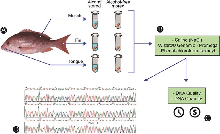 Comparing DNA extraction protocols from biological tissues of Caribbean ...