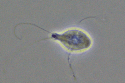 'Concerning' farmed salmon parasite in Norway sparks collaborative ...