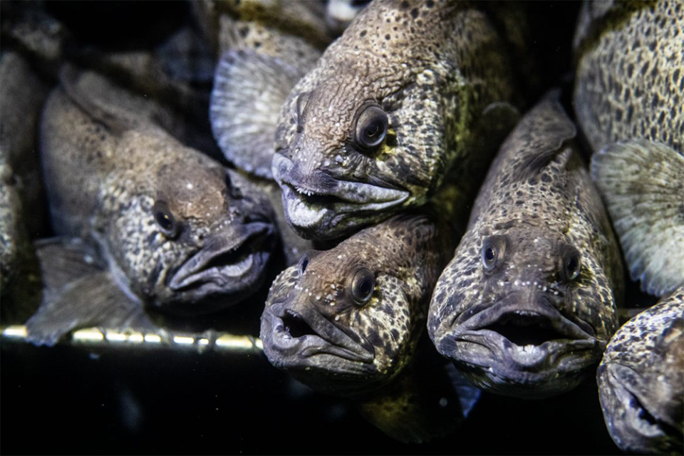 How spotted wolffish could be the ‘whitefish of the future’ - Responsible Seafood Advocate