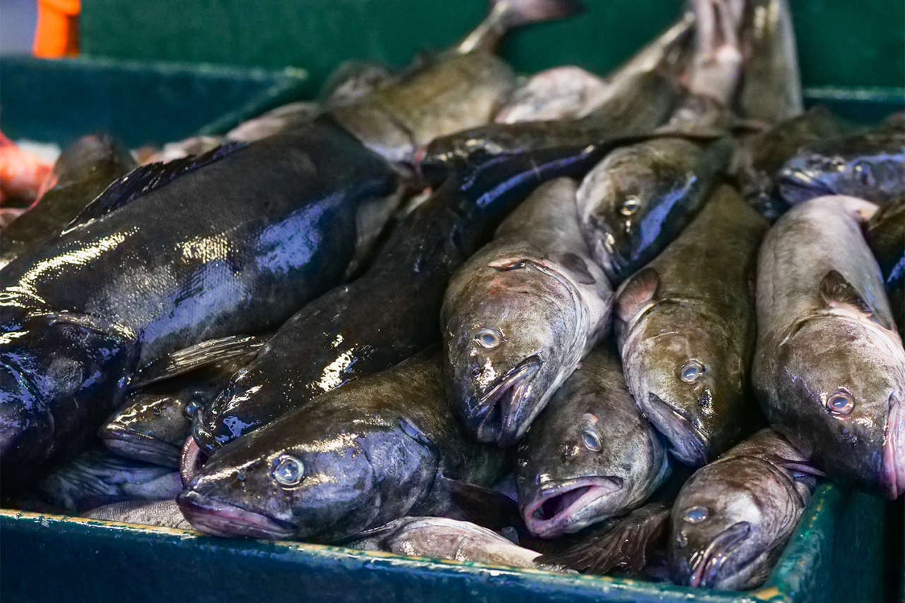 Distinct stocks of Atlantic cod face different climate change ...