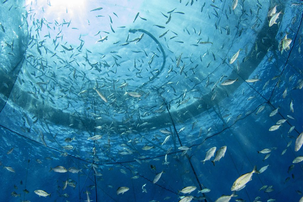 ‘Almost as if they’re wild’ – Offshore aquaculture startup Forever ...