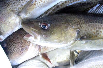 Canada lifts 30-year cod fishing ban off Newfoundland and Labrador to ...