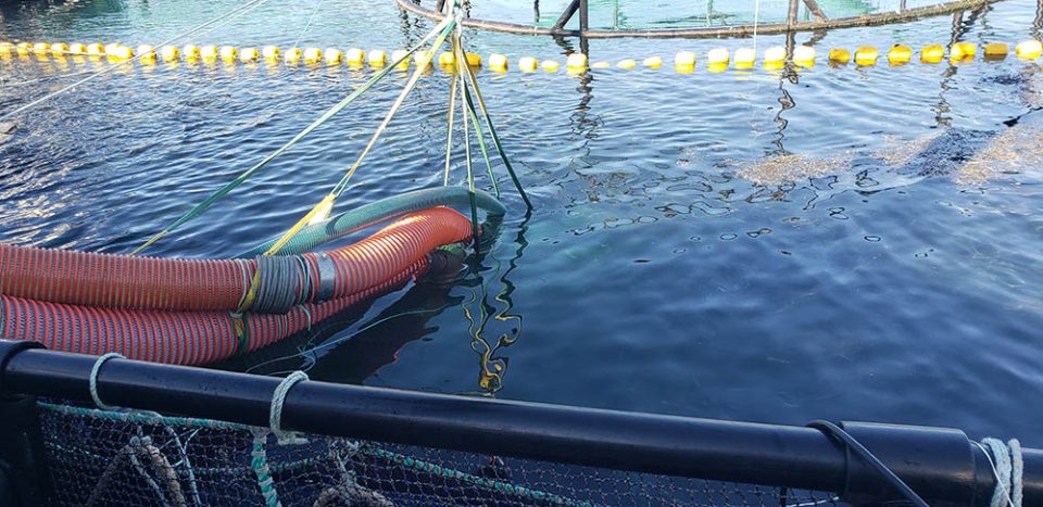 'Happier and healthier': New fish transportation technology emphasizes ...