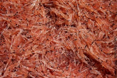 A review of bycatch in the Antarctic krill trawl fishery - Responsible ...