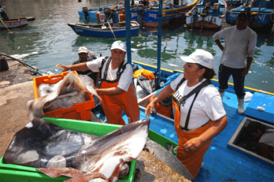 Peru enables 930 artisanal fishing vessels to access mahimahi, squid ...