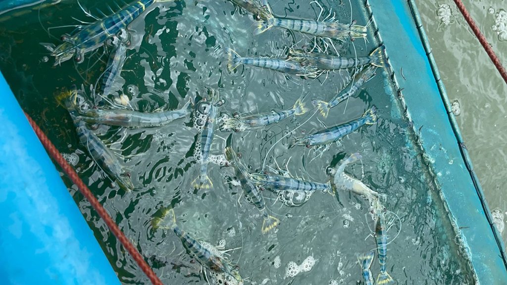 With growing demand for sustainably farmed seafood, Oman tests the ...