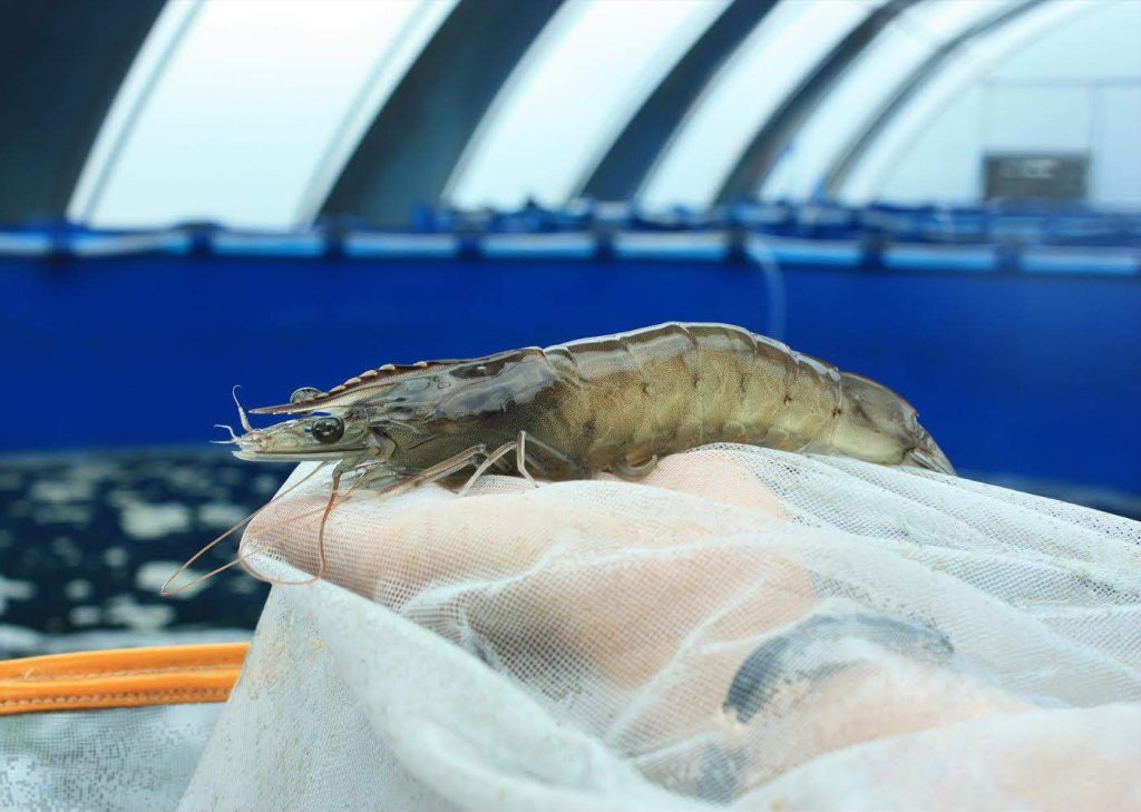 With growing demand for sustainably farmed seafood, Oman tests the ...