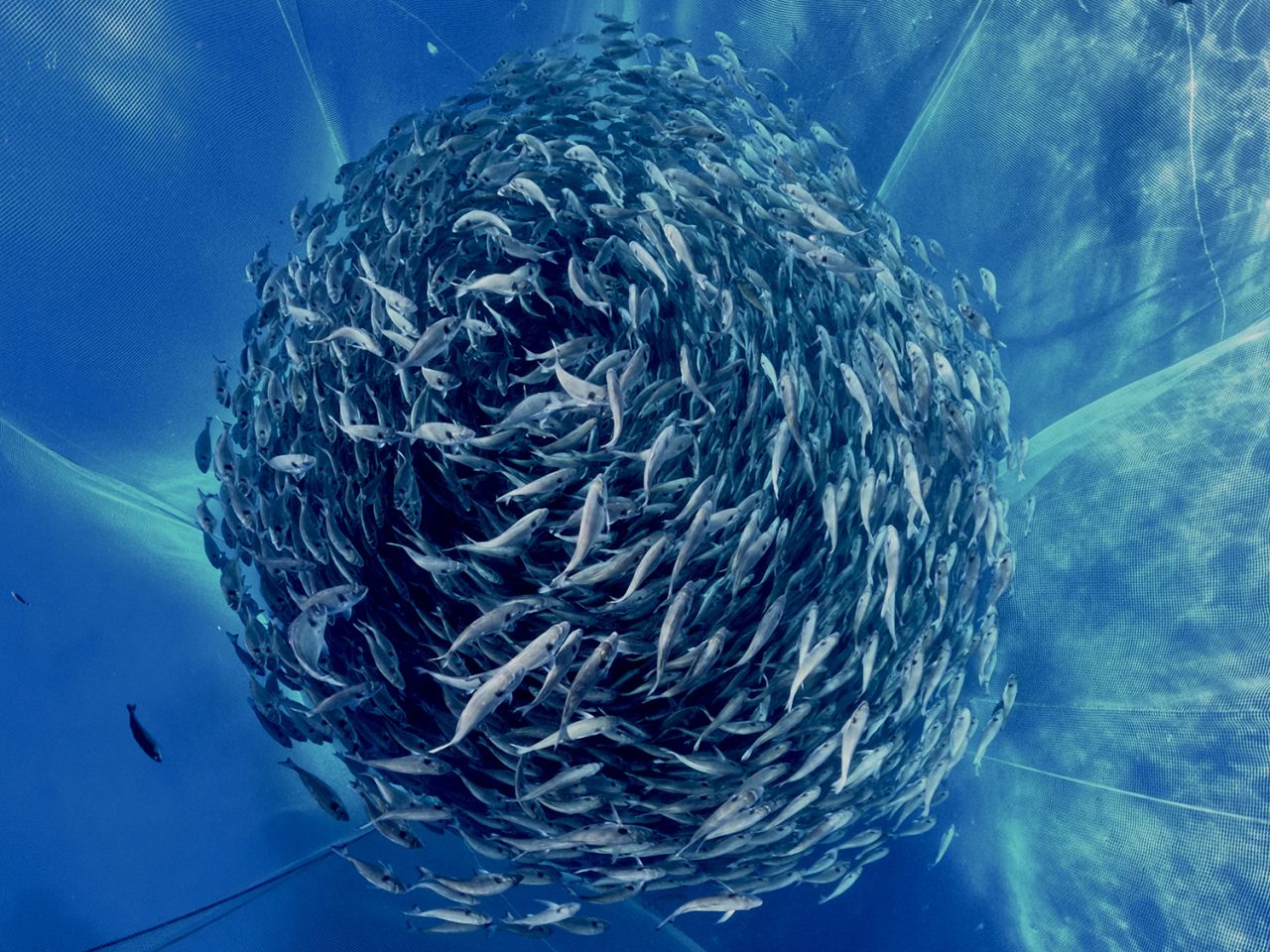 Aquaculture tourism: An unexpected synergy for the blue economy ...