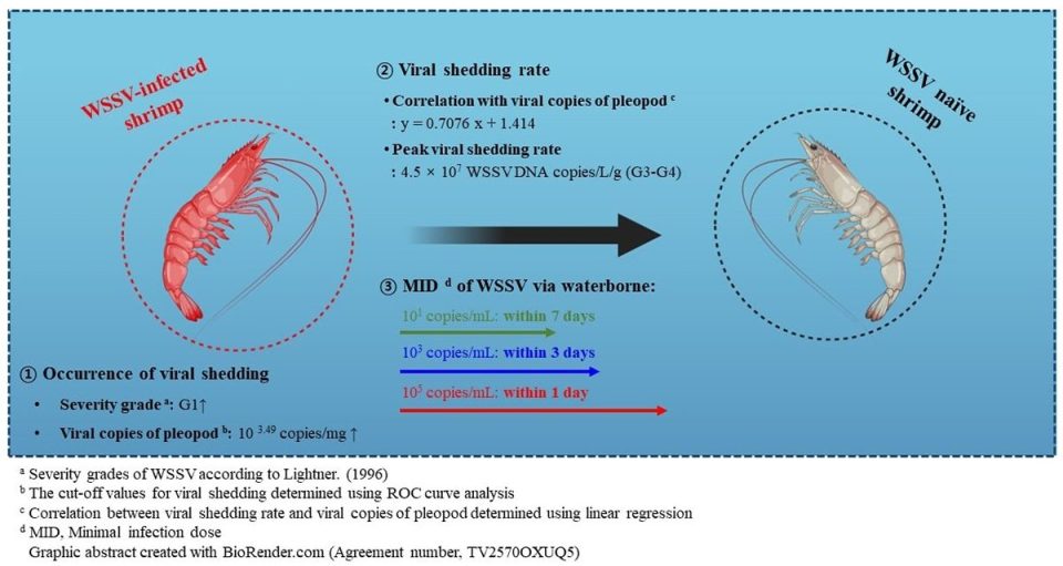Examining the horizontal transmission of WSSV in Pacific white shrimp ...