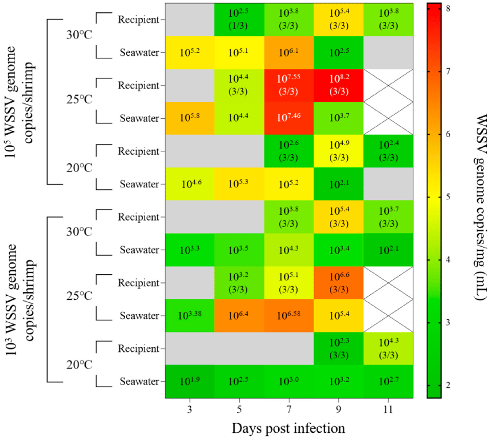 Examining the horizontal transmission of WSSV in Pacific white shrimp ...