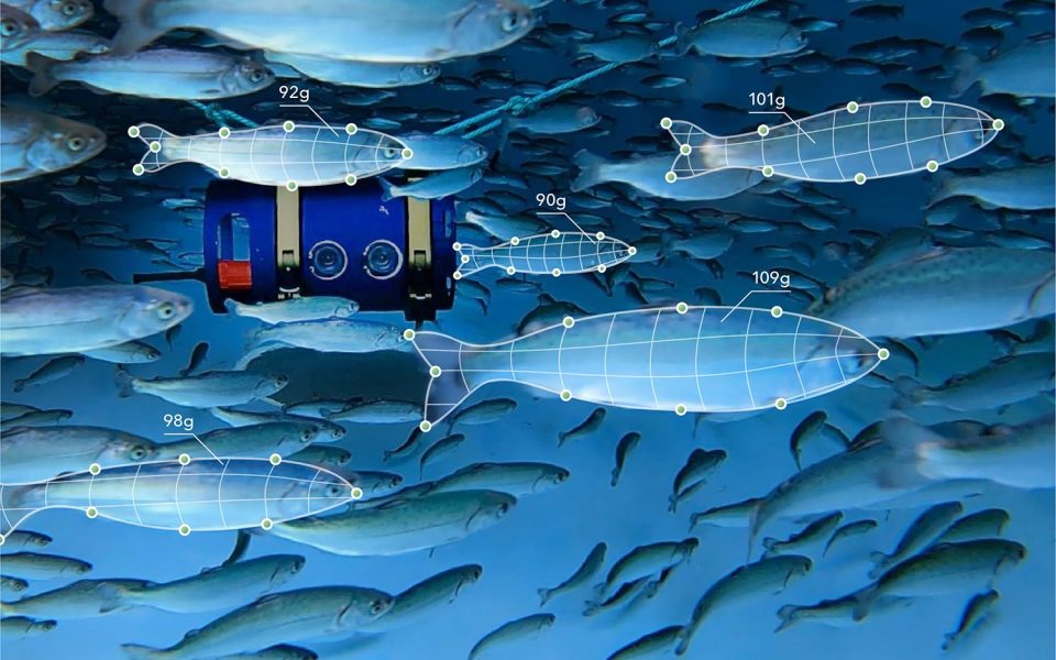 In Aruba, a newly approved offshore aquaculture firm is going all in on ...