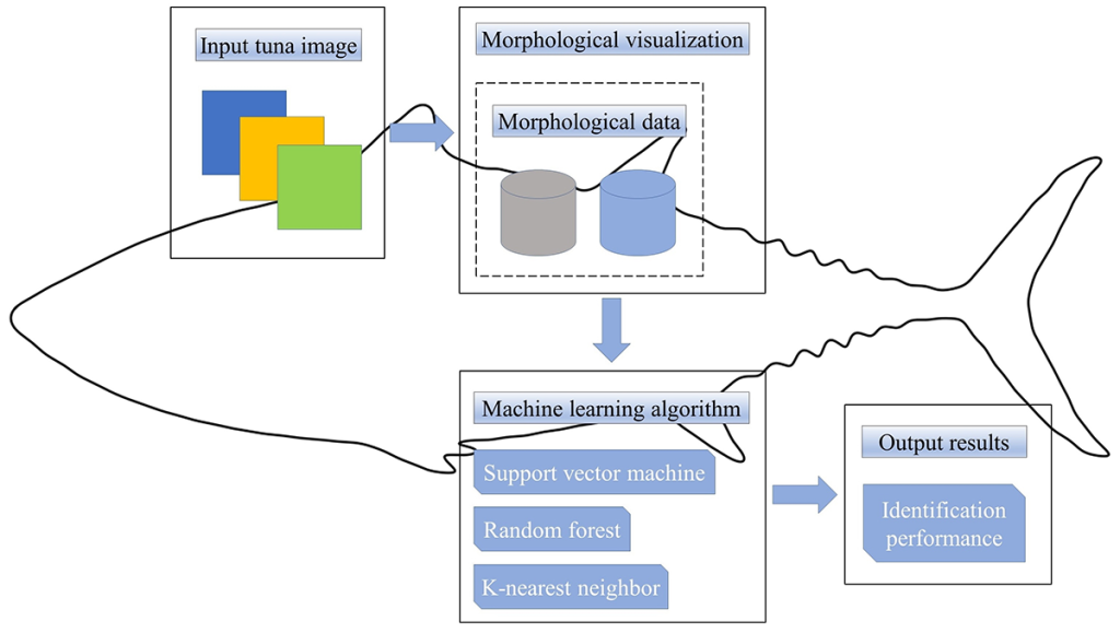 Determining morphological characteristics of three tuna species using ...