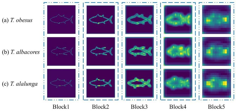 Determining morphological characteristics of three tuna species using ...