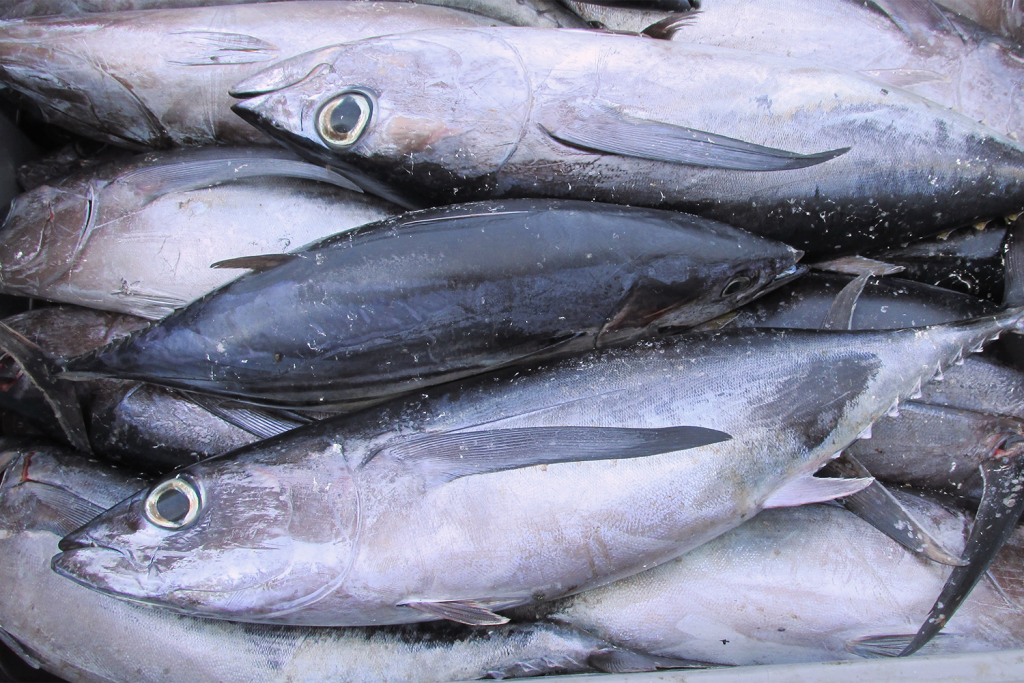 Determining morphological characteristics of three tuna species using ...