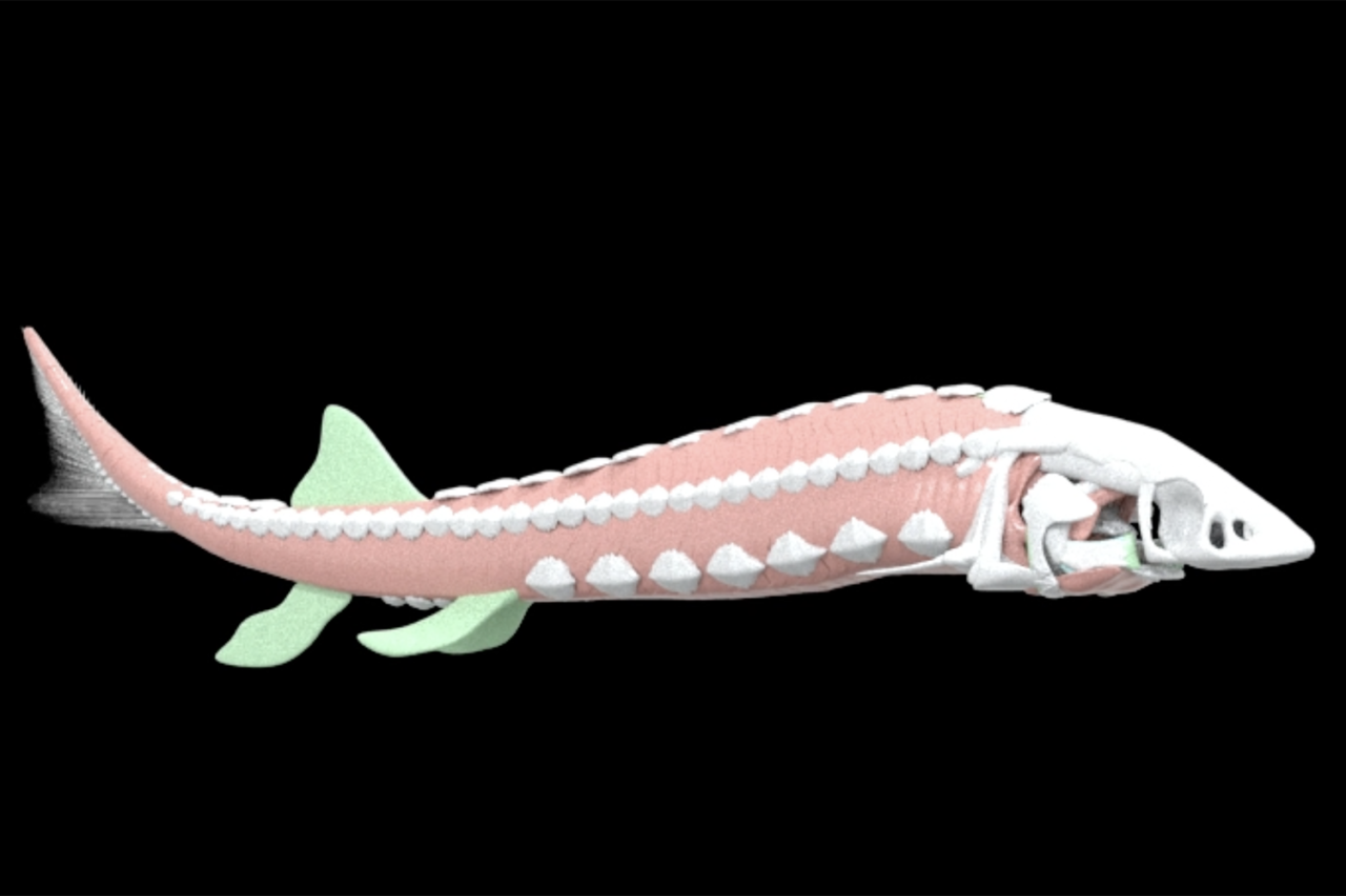 Can artificial intelligence help solve sturgeon farming riddles in ...