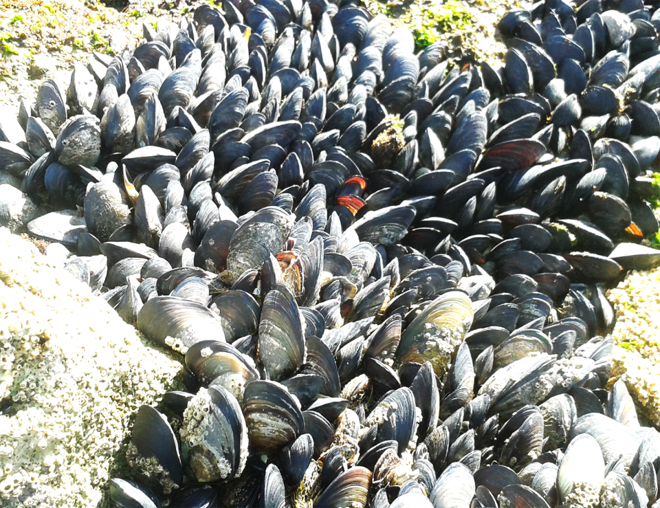 Can brown mussel meal in feed promote growth and cold resistance of ...