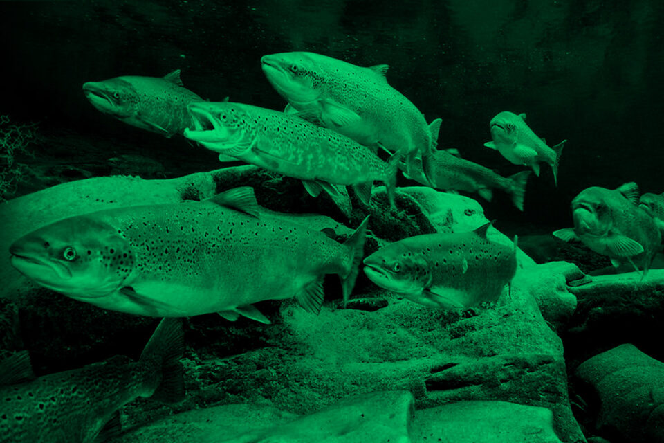 Responsible Seafood Innovation Award finalist AQUIT is pressing for ...
