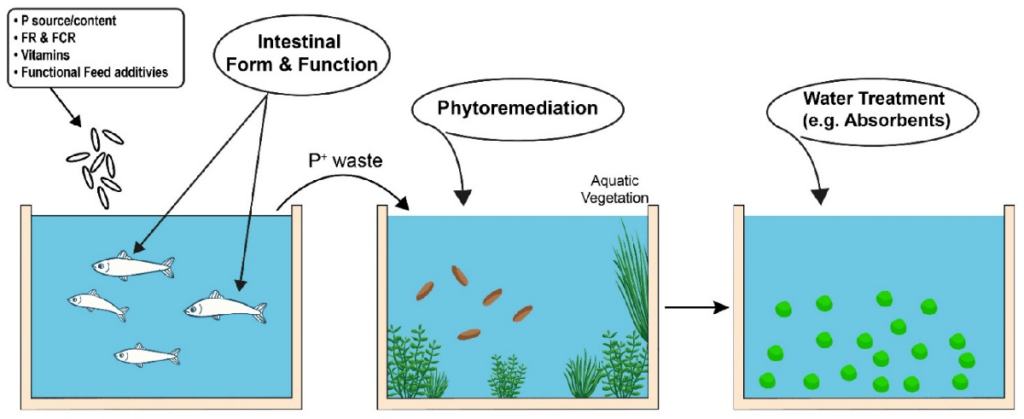 Strategies for reducing the phosphorus impact of freshwater fish farms ...