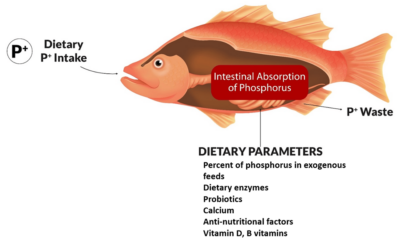 Strategies for reducing the phosphorus impact of freshwater fish farms ...