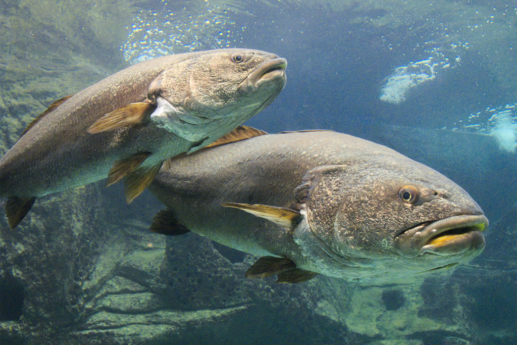 Assessing the use of image analysis in breeding programs for growth and ...