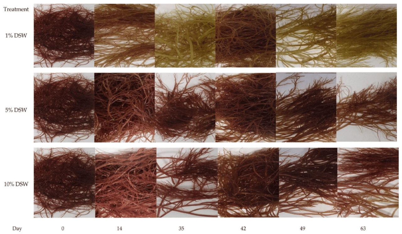 Novel land-based tropical red macroalgae cultivation system is based on ...