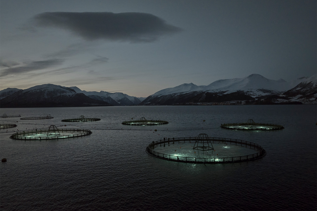 Norway’s largest cod farmer uses light to achieve optimal fish health ...