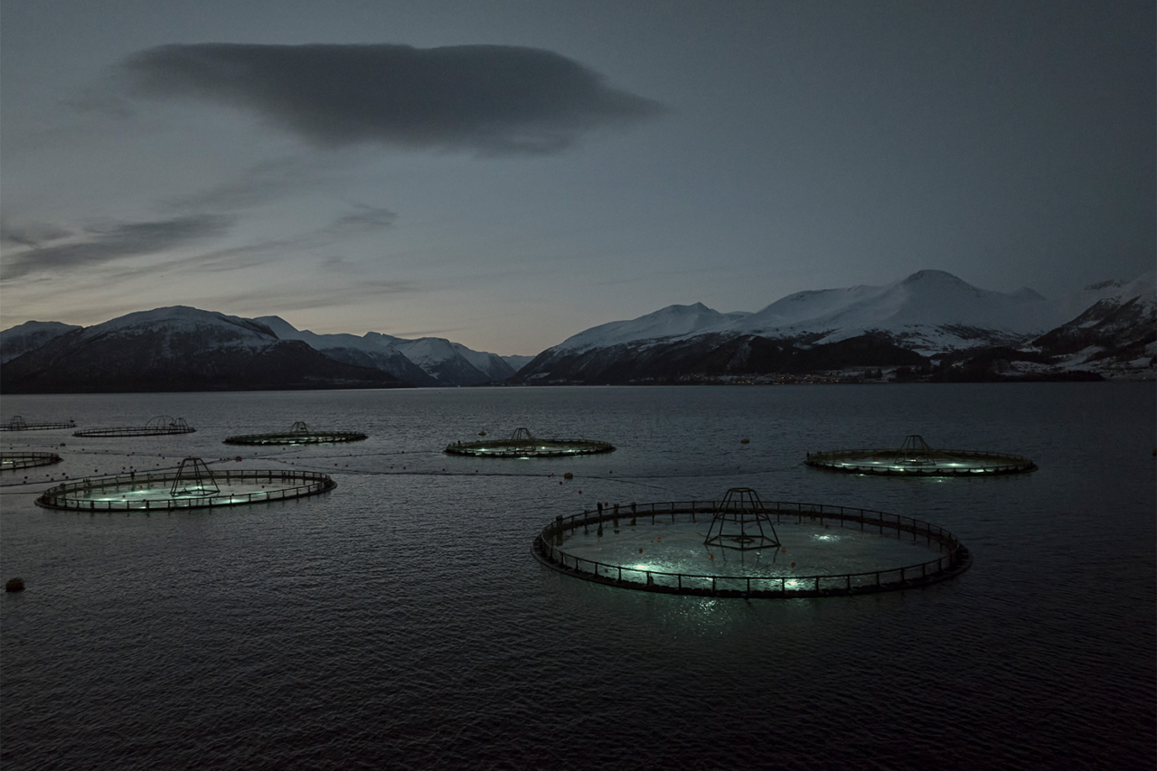 Norway’s largest cod farmer uses light to achieve optimal fish health ...