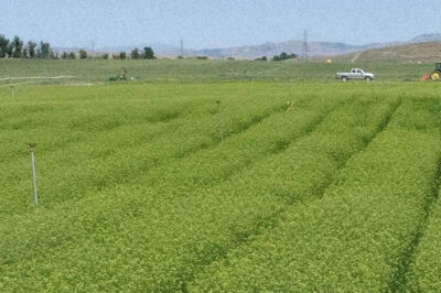 Yield10 and BioMar to commercialize omega-3 oil made from camelina ...