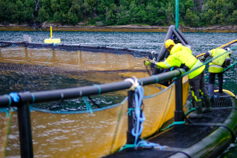 Building a better net pen for aquaculture includes biofouling solutions ...