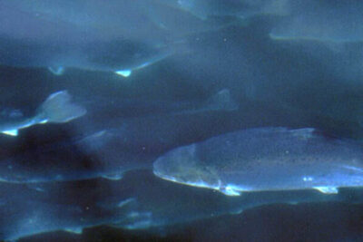 Could fish sludge help address the ‘feed squeeze?’ - Responsible ...