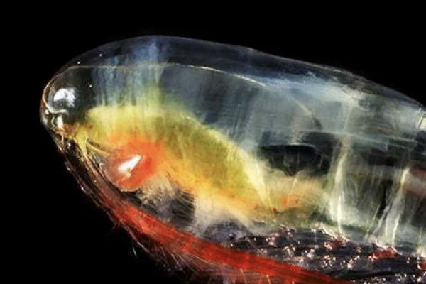 Skretting partners with Zooca Calanus to develop copepod-based ...