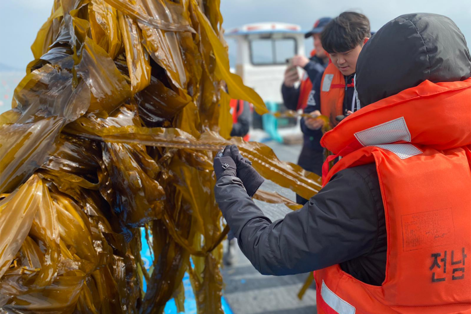 Playing favorites: How selective breeding can grow the seaweed sector ...