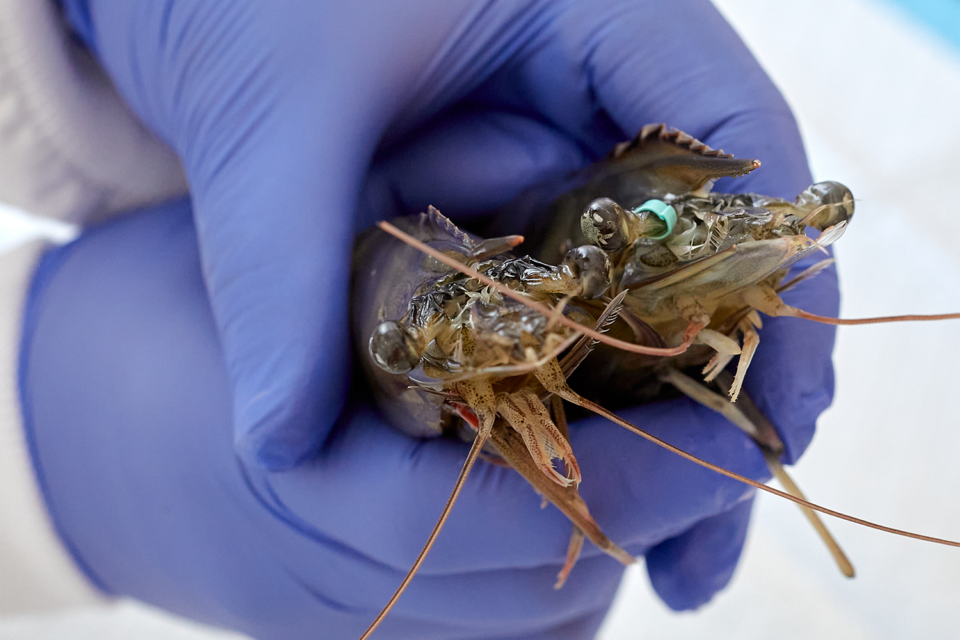 Indonesian producer turns to genetic technology to enhance its shrimp ...
