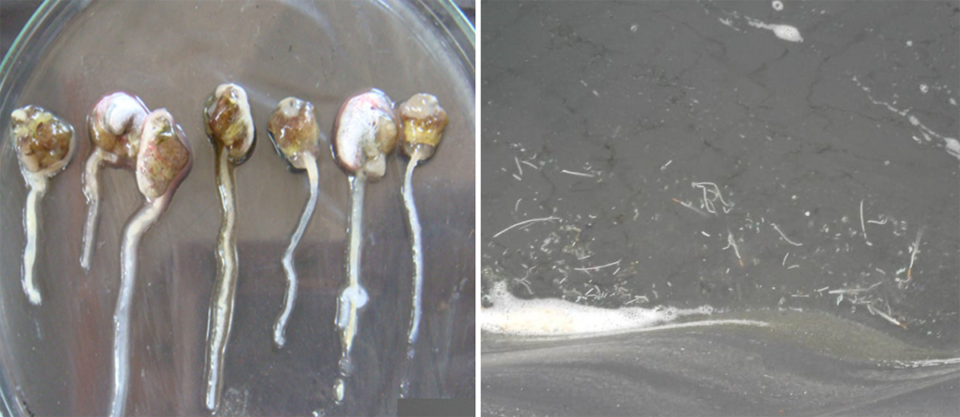 Robins McIntosh on everything you need to know about EHP and shrimp ...