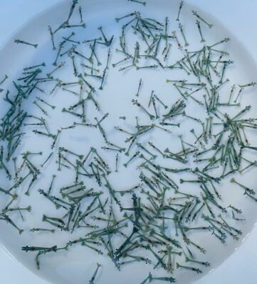 BAP Spotlight Story: Unibio (India) Hatcheries