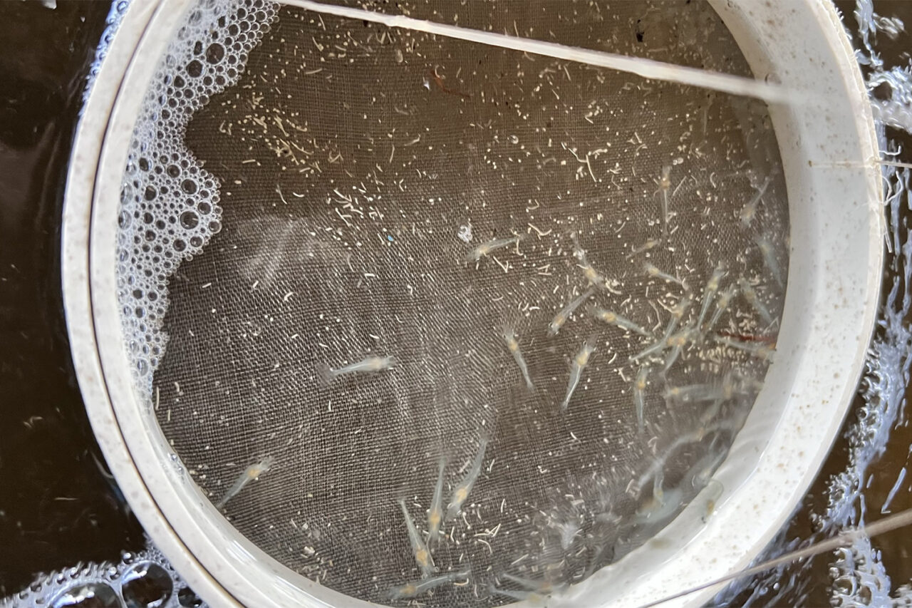 Black soldier fly larvae meal cost-effectively replaces fishmeal in ...