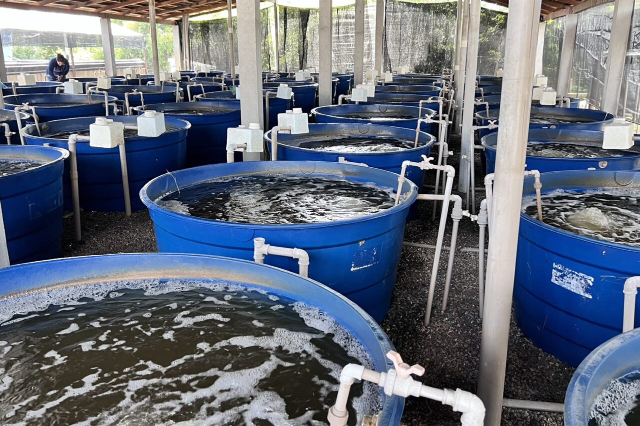 Black soldier fly larvae meal cost-effectively replaces fishmeal in Pacific white shrimp ...